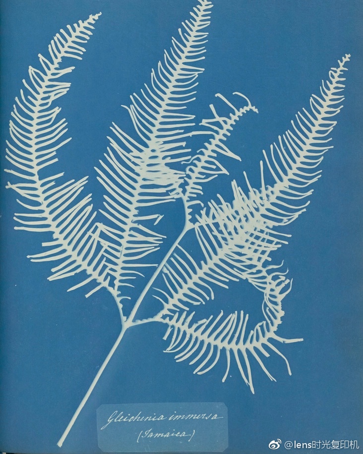 Anna Atkins|《British Algae》 安娜·阿特金斯Anna Atkins|摄影|安娜|阿特金斯|茎蔓|女性_新浪新闻