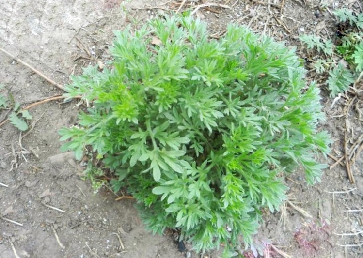 春天到野菜香！这10种野菜、特别是最后三种，全吃过的举手~