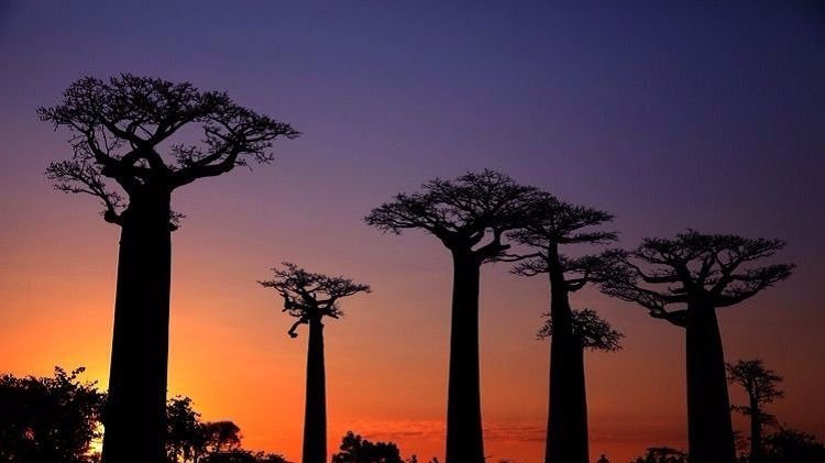 “倒栽葱”式样的猴面包树，配上日落，秀色可餐|猴面包树|马达加斯加|日落_新浪新闻