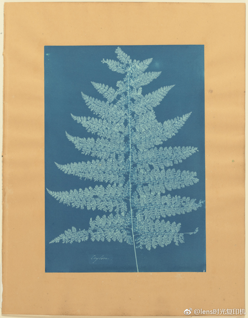 Anna Atkins|《British Algae》 安娜·阿特金斯Anna Atkins|摄影|安娜|阿特金斯|茎蔓|女性_新浪新闻