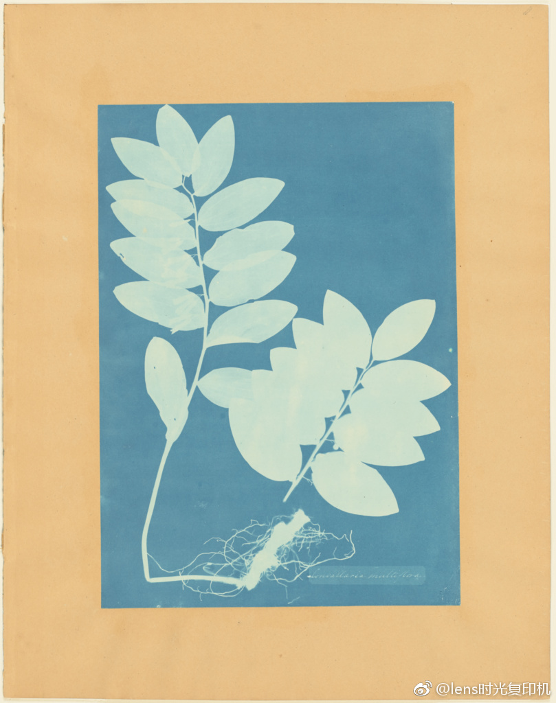 Anna Atkins|《British Algae》 安娜·阿特金斯Anna Atkins|摄影|安娜|阿特金斯|茎蔓|女性_新浪新闻