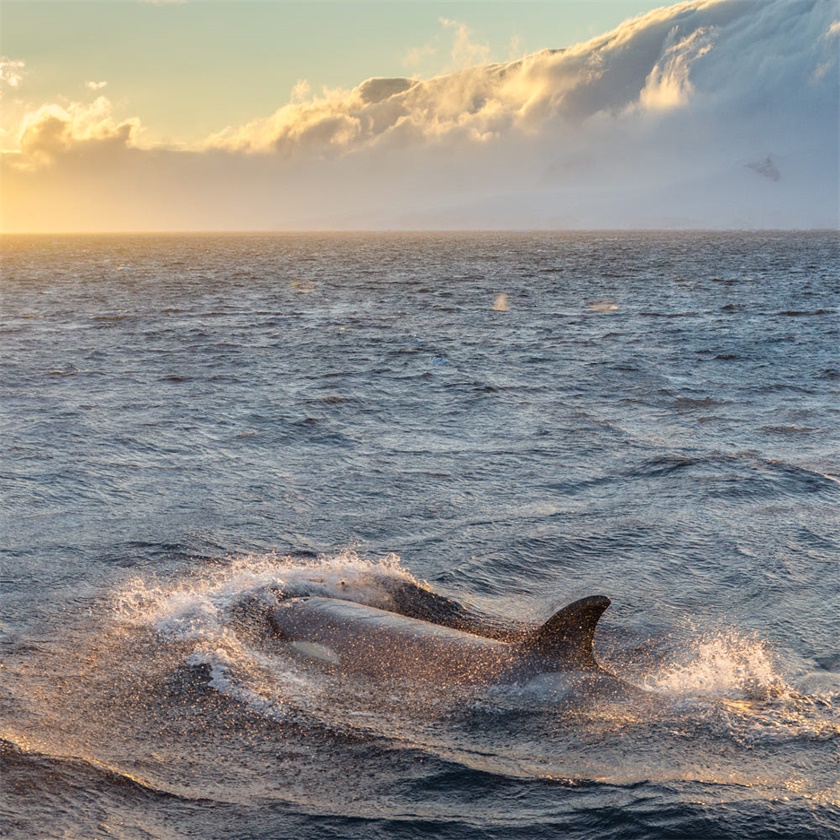 十二月去哪儿摄影旅游？去挪威看虎鲸猎食