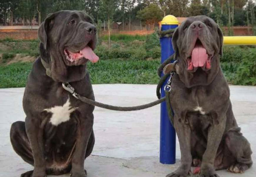 世上丑爆的狗，号称古罗马的战车，意大利黑手党的最爱