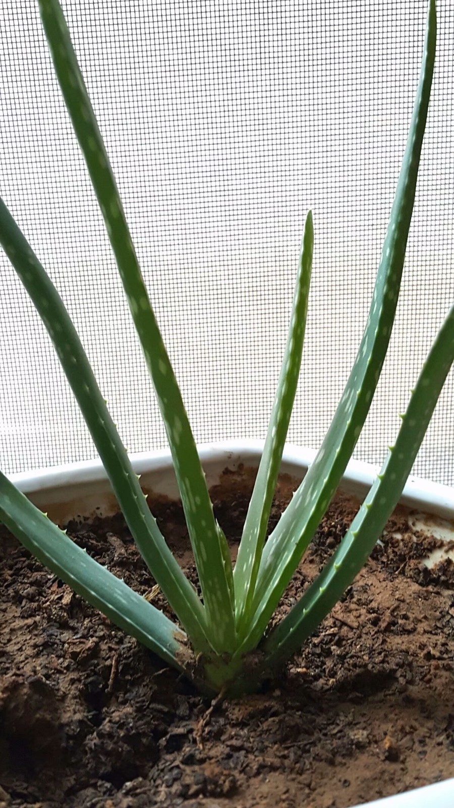 植物百科（二十五）芦荟|芦荟|披针形|植物_新浪新闻