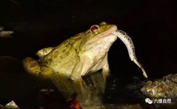 青蛙吃蛇也不奇怪，谁叫这只蛙是牛蛙！