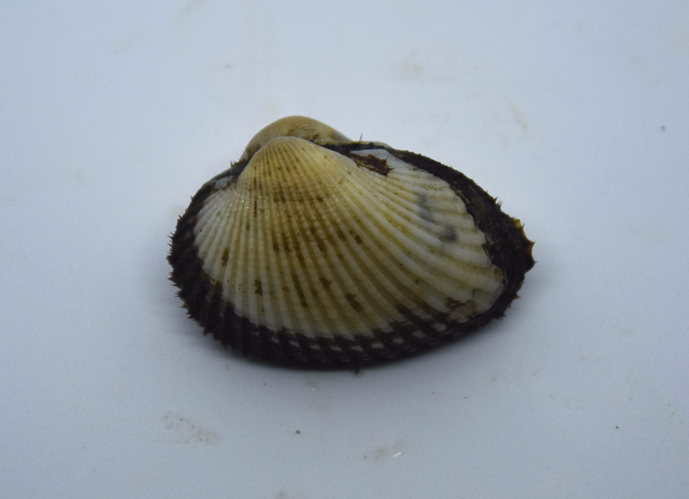 海南鱼市常见贝类（一）