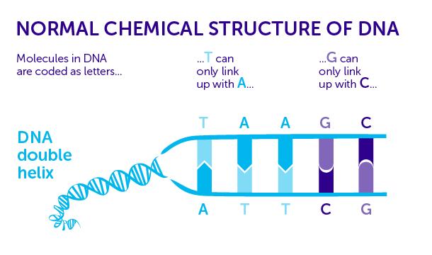 超越ATCG！科学家首次合成包含六种碱基的生命体