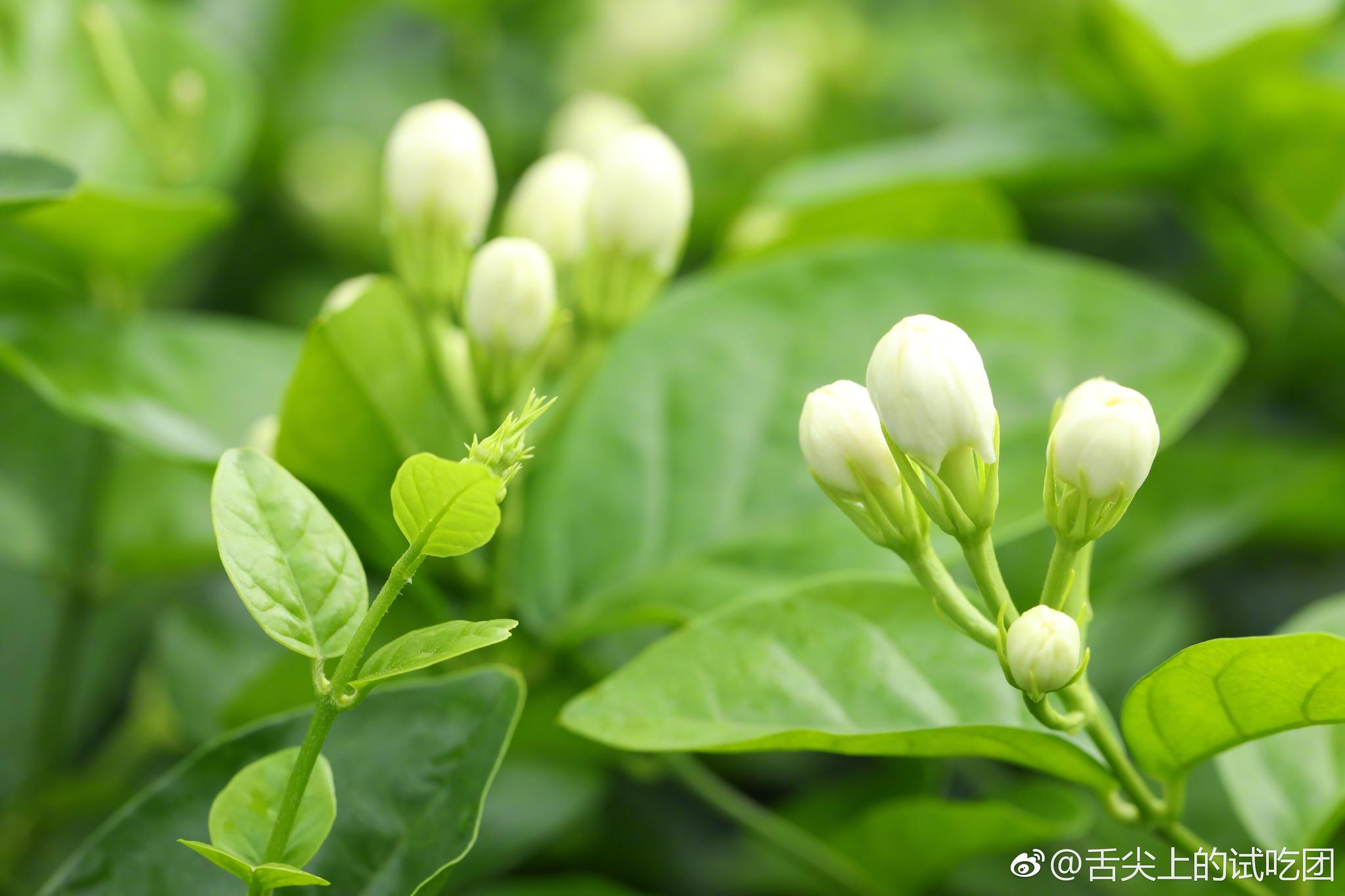 这次广西南宁行，就为横县茉莉花而来。横县是全国最大茉莉花基地_新浪新闻