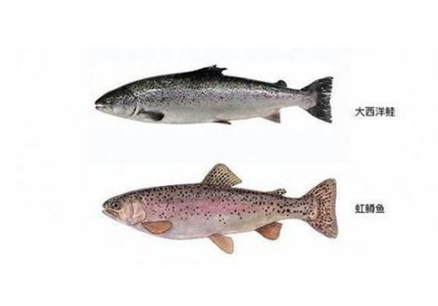 虹鳟这下真的变成三文鱼了！虹鳟被归类至三文鱼，会带来什么影响