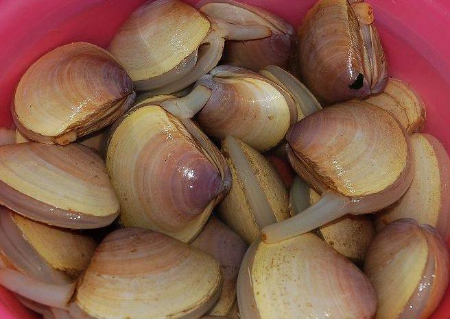 海南鱼市常见贝类（一）