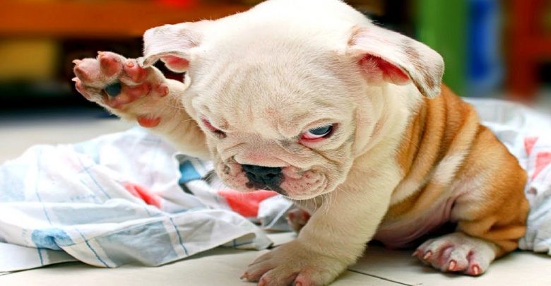 有趣的宠物摄影，看到第一张照片我就被逗笑了，好傲娇|逗笑|宠物|主人_新浪新闻