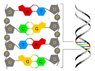 超越ATCG！科学家首次合成包含六种碱基的生命体