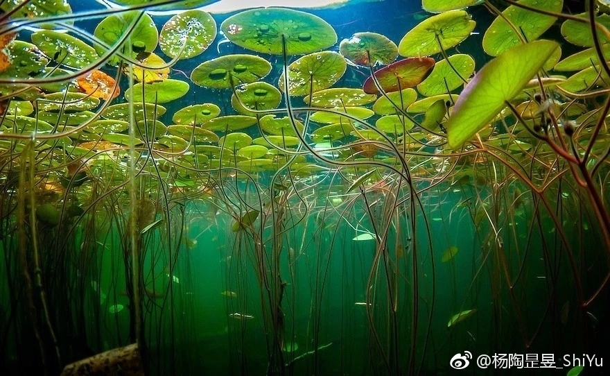 加拿大摄影师 Eiko Jones水下摄影