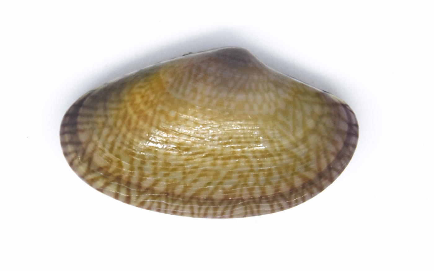 海南鱼市常见贝类（一）|海南|贝类|鱼市_新浪新闻