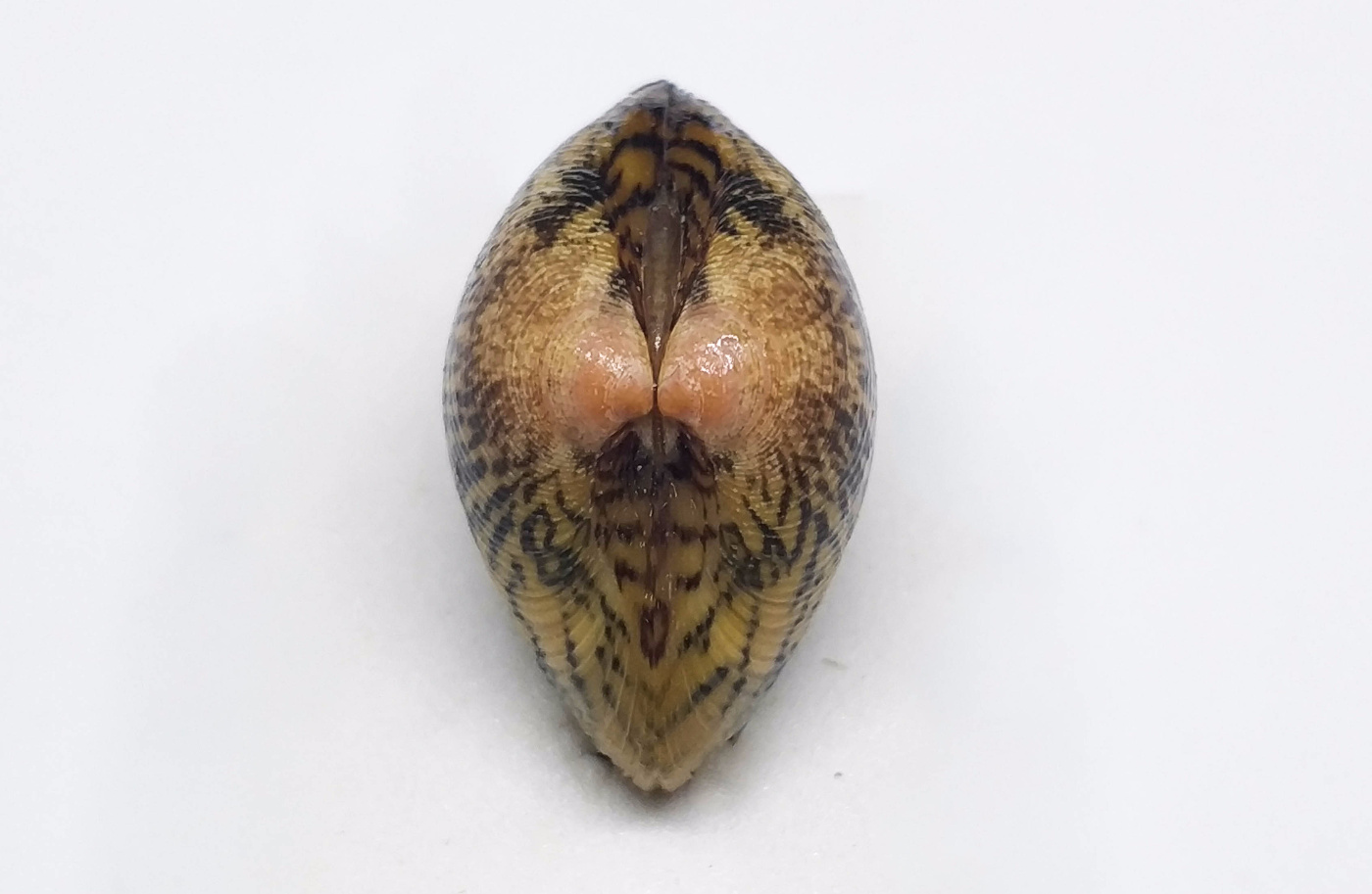 海南鱼市常见贝类（一）|海南|贝类|鱼市_新浪新闻