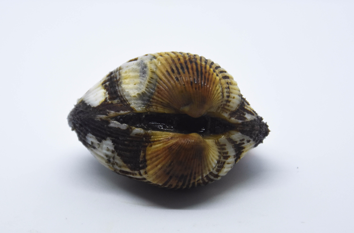 海南鱼市常见贝类（一）|海南|贝类|鱼市_新浪新闻