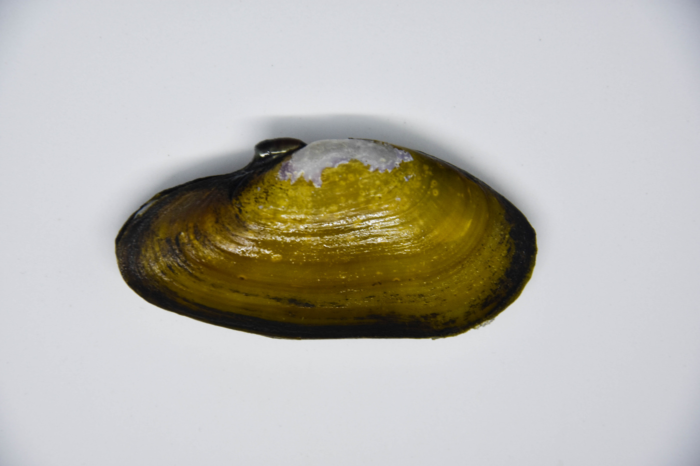 海南鱼市常见贝类（一）|海南|贝类|鱼市_新浪新闻