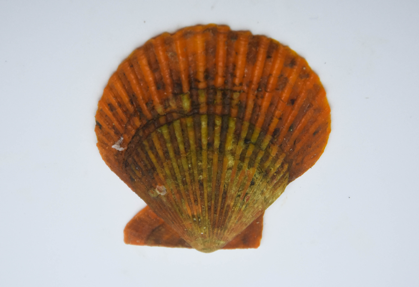 海南鱼市常见贝类（一）|海南|贝类|鱼市_新浪新闻