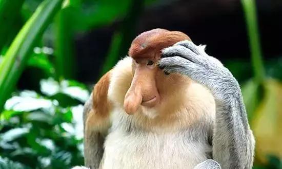 千奇百怪的动物, 您见过哪几种?