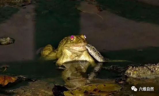 青蛙吃蛇也不奇怪，谁叫这只蛙是牛蛙！