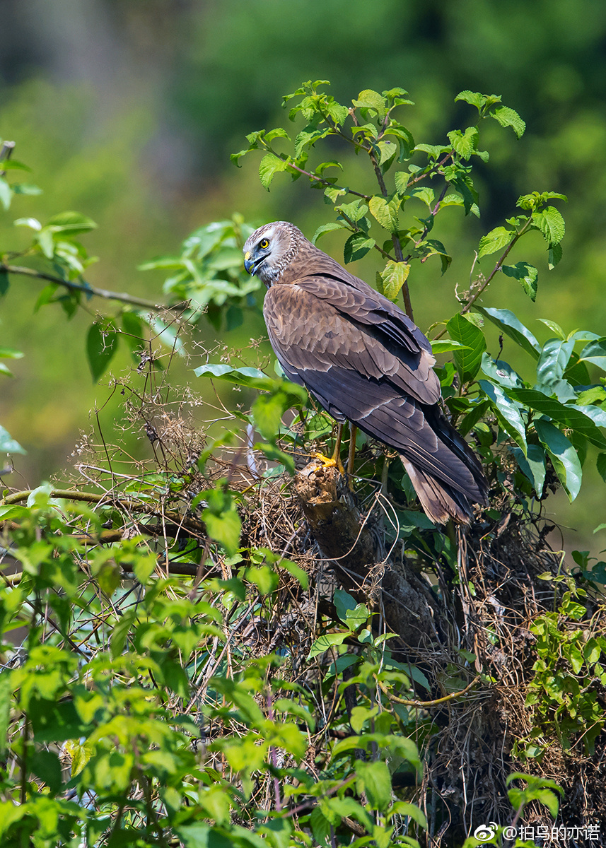 白尾鹞（学名：Circus cyaneus）是鹰科鹞属的鸟类，体长50厘米|白尾鹞|鸟类|鹞_新浪新闻