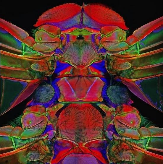 直击: 显微镜下揭开微观世界的神秘面纱, 妙不可言