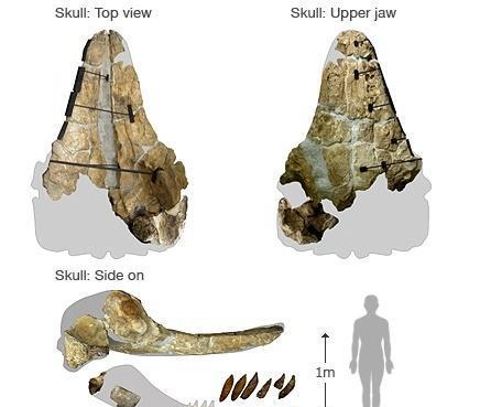 海兽之王——利维坦鲸|掠食者|抹香鲸|利维坦_新浪新闻