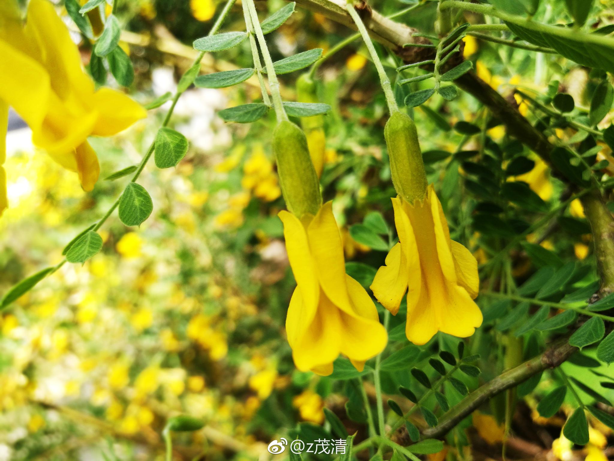 柠条 别称毛条、白柠条，属豆科 ，为落叶大灌木饲用植物