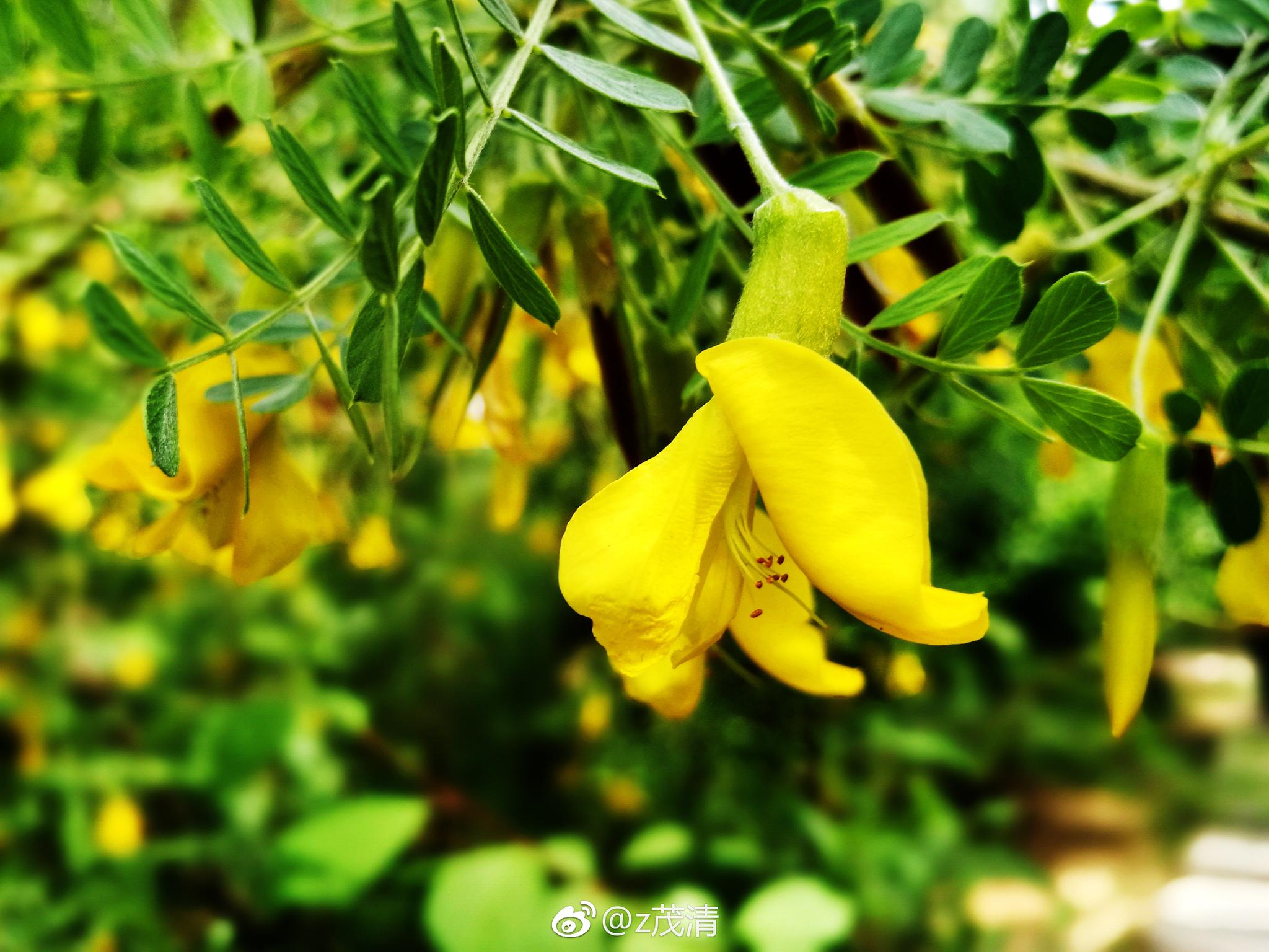 柠条 别称毛条、白柠条，属豆科 ，为落叶大灌木饲用植物