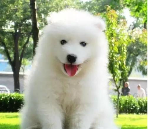 萨摩耶新手入门篇