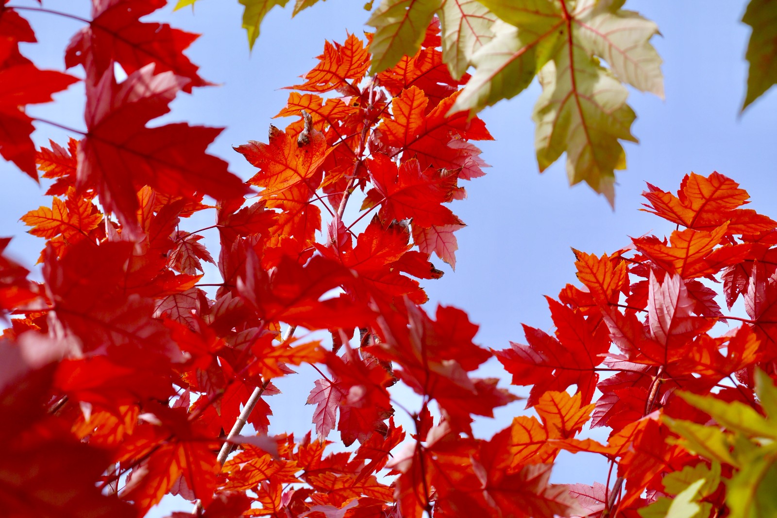 绚丽的糖槭（北美枫树）