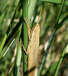 蝗科概述（On Acrididae）|亚科|分布|稻蝗_新浪新闻