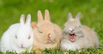 8个趣味冷知识！什么动物选择交配对象不分雄雌？雄兔子|冷知识|交配|呼吸器_新浪新闻