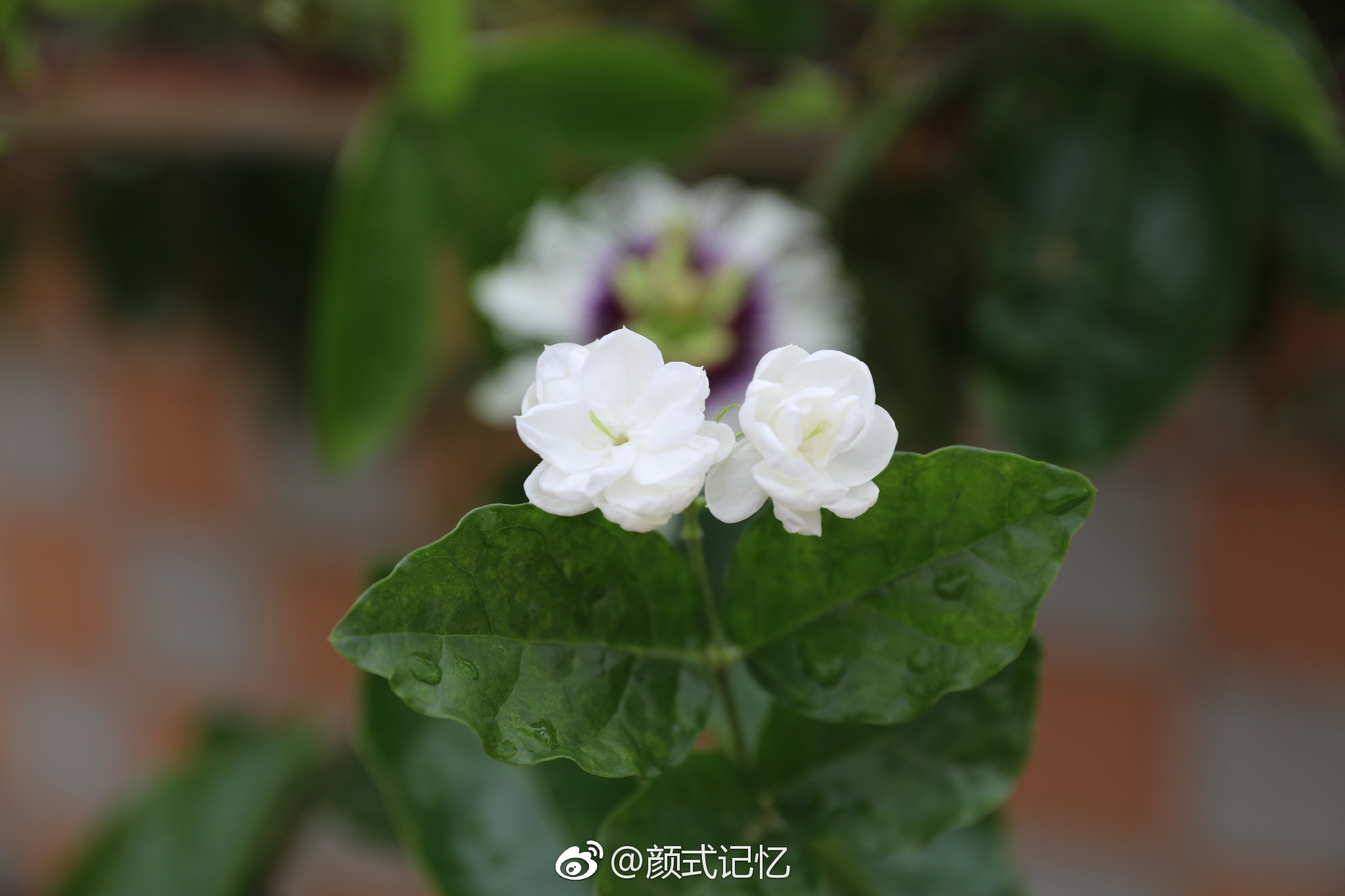 好 几朵美丽的茉莉花（又香又白，芬芳美丽一一茉莉花）|茉莉花|芬芳|天台_新浪新闻