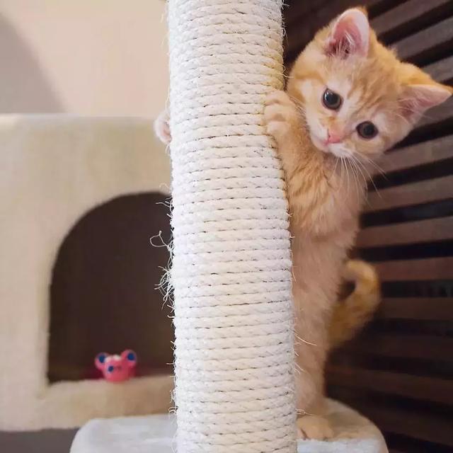 日本女子养了一只小橘猫，把网友萌翻了|女子|日本|网友_新浪新闻