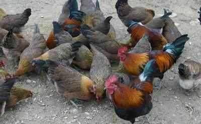 教你辨别土鸡和仿土鸡，学会这个，以后买土鸡在不怕买到仿的啦|土鸡|鸡爪|毛孔_新浪新闻