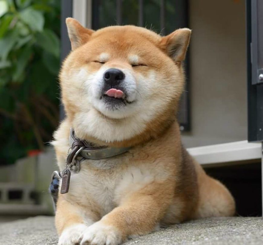 十二星座最适合养的宠物,双子座的最美,摩羯座的超萌