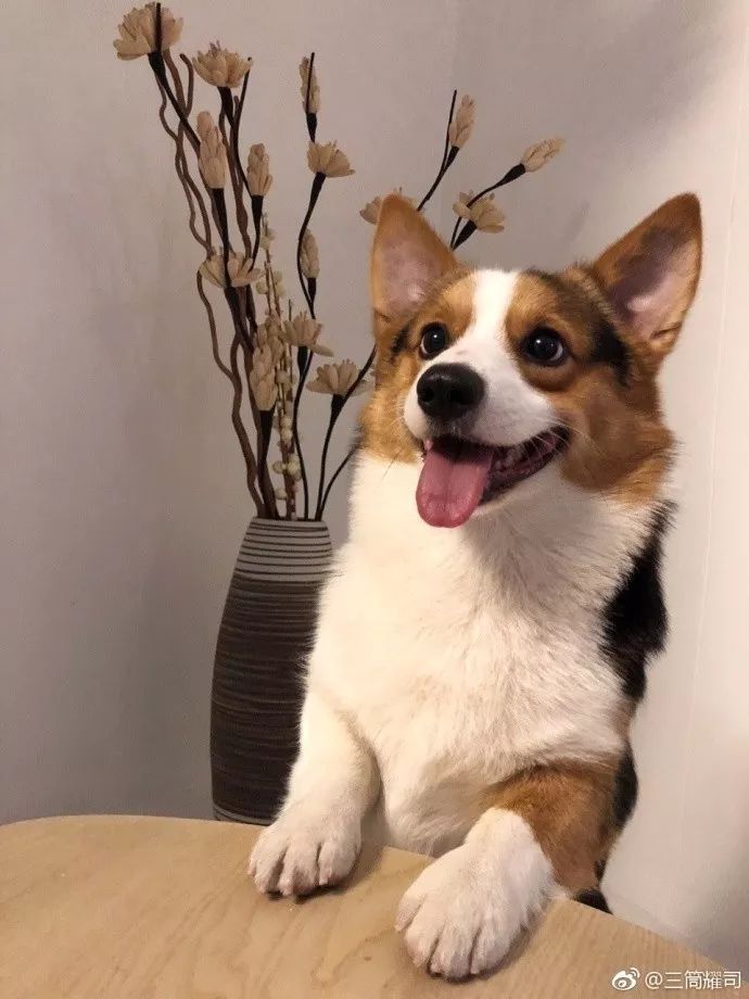 这绝对是吃可爱长大的小柯基！组队偷狗有没有了？|偷狗|可爱|狗子_新浪新闻