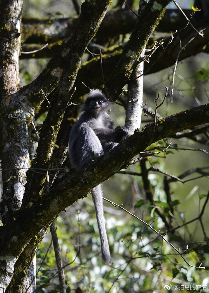 灰叶猴之二·印支灰叶猴|灰叶猴|无量山|种群_新浪新闻
