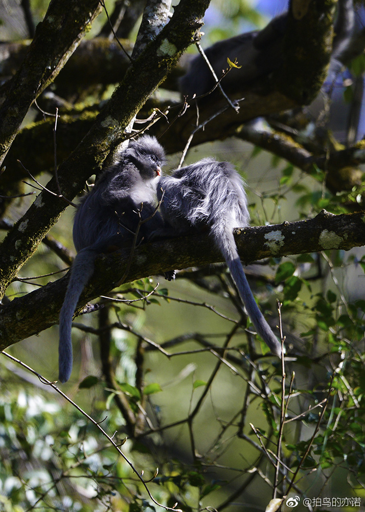 灰叶猴之二·印支灰叶猴|灰叶猴|无量山|种群|菲氏叶猴|黄连山_新浪新闻