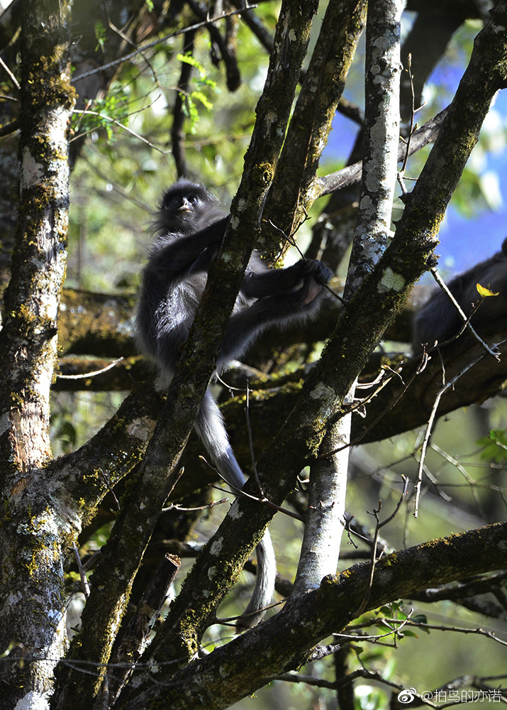 灰叶猴之二·印支灰叶猴|灰叶猴|无量山|种群|菲氏叶猴|黄连山_新浪新闻