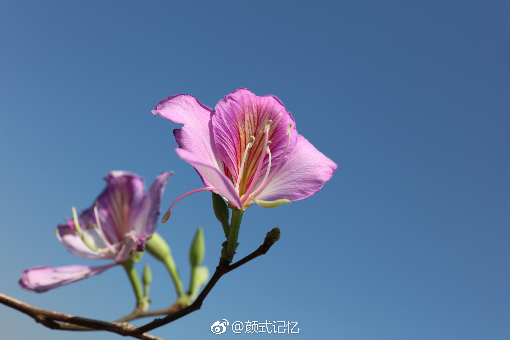 高雅，宫粉洋紫荆花。（踏青乡间拍摄）