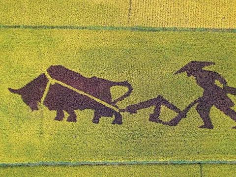 实拍各地稻田8张图 每一图像一幅画 看过的人都说美|3D|稻田|水稻_新浪新闻