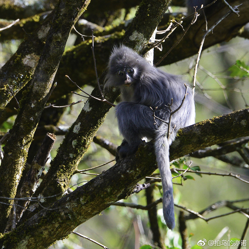 灰叶猴之二·印支灰叶猴|灰叶猴|无量山|种群|菲氏叶猴|黄连山_新浪新闻