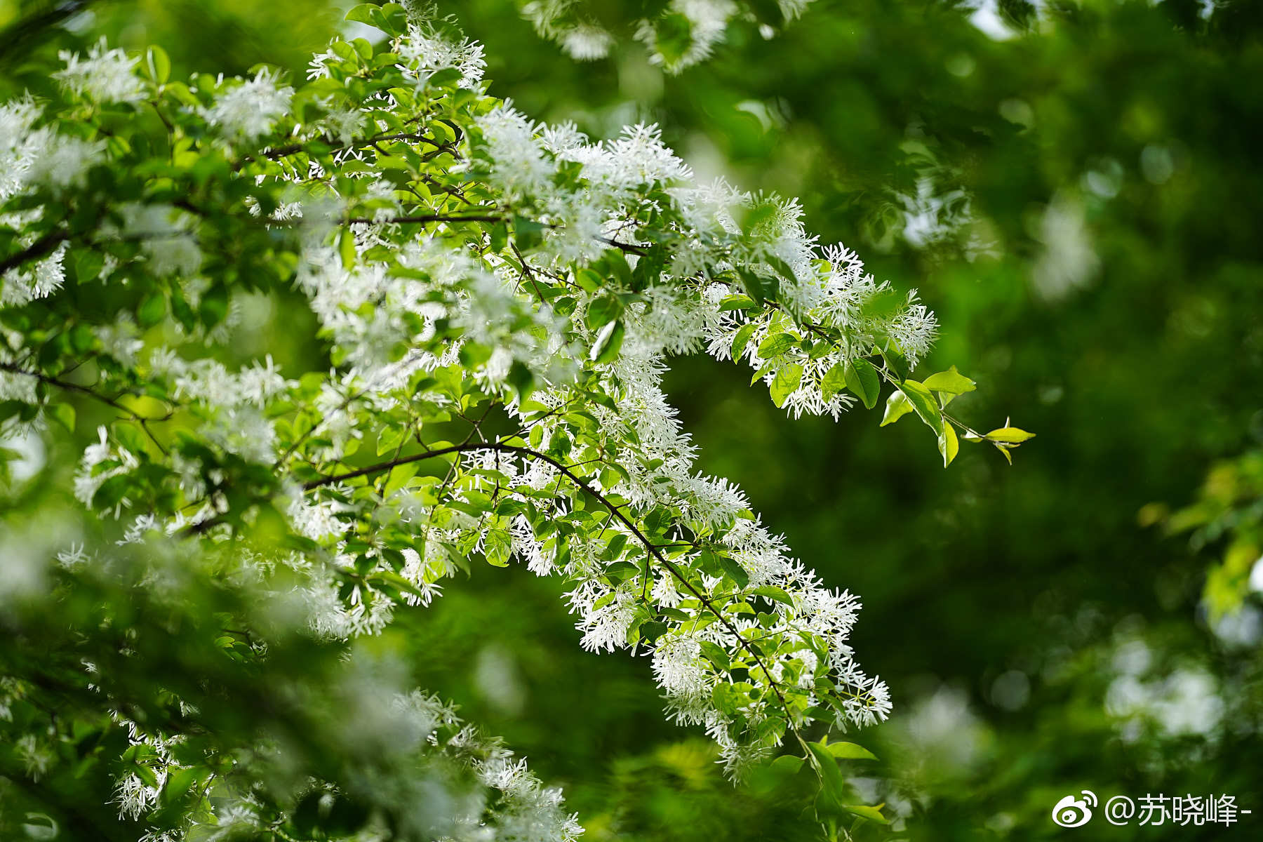 流苏树（摄于奥森南园 林泉高致 景区）：是木犀科流苏树属的植物|南园|流苏树|嫩叶_新浪新闻