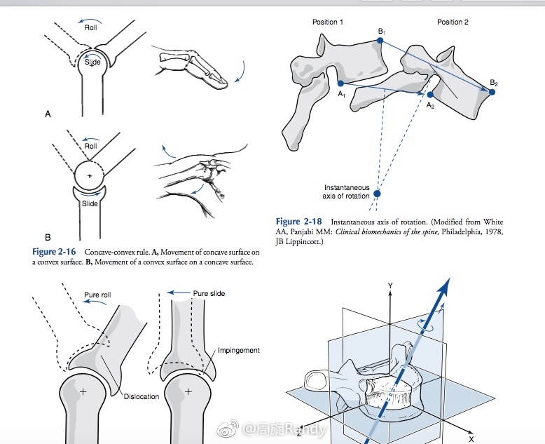关节活动一般都会有一个滚动+滑动，即使铰链关节|关节|肱骨|肌群_新浪新闻