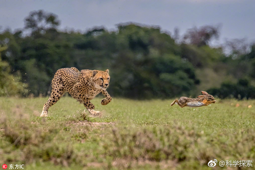 非洲猎豹捕食野兔 行动迅速快如闪电