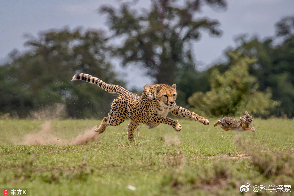 非洲猎豹捕食野兔 行动迅速快如闪电