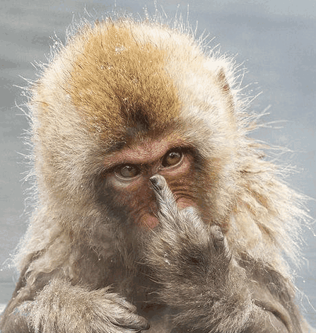 猴子幽默搞笑图片-千图网