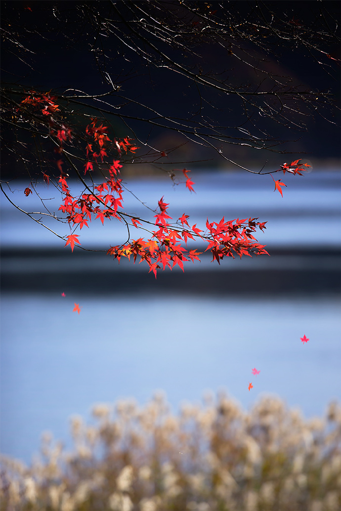 悲哉秋之为气也！萧瑟兮草木摇落而变衰，憭栗兮若在远行